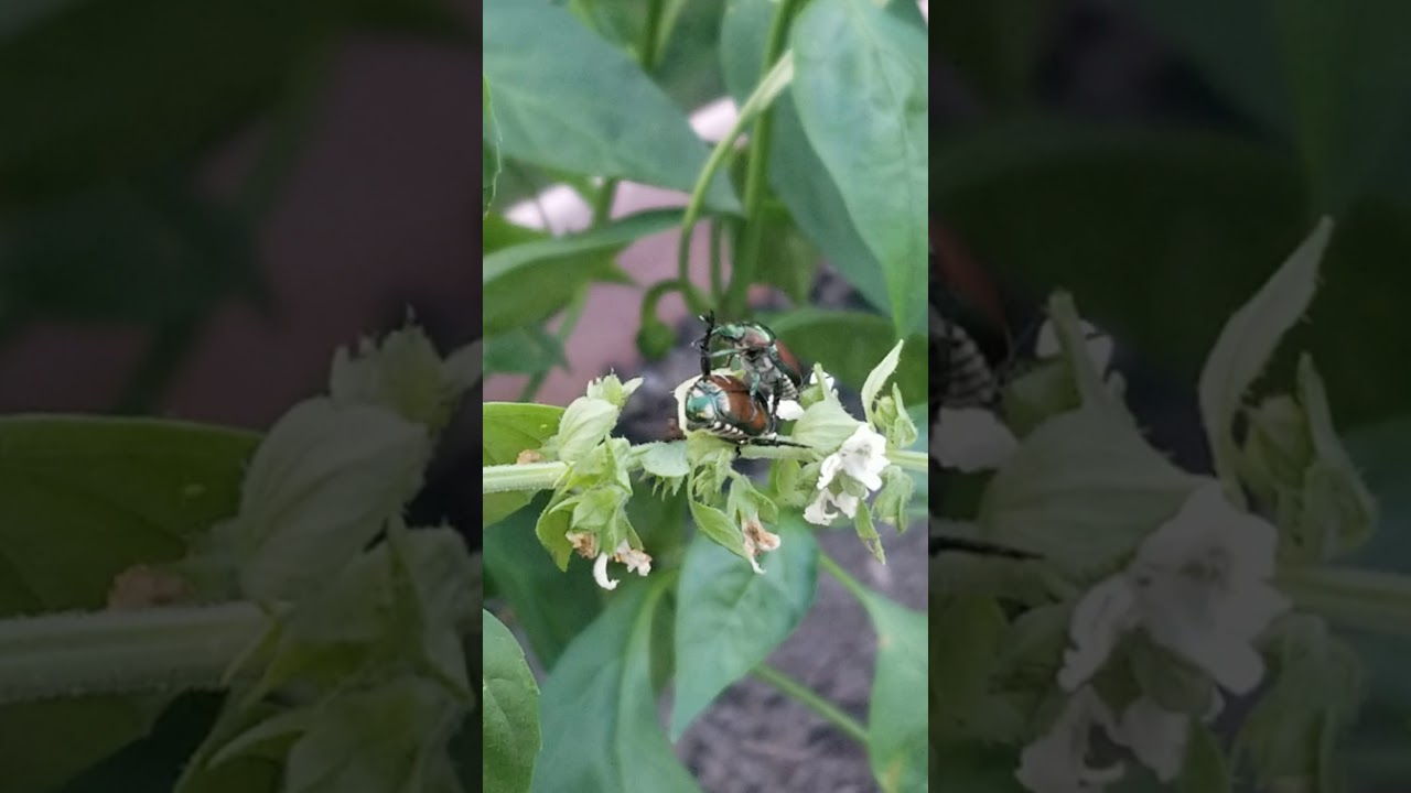 Green June Bugs Mating - YouTube
