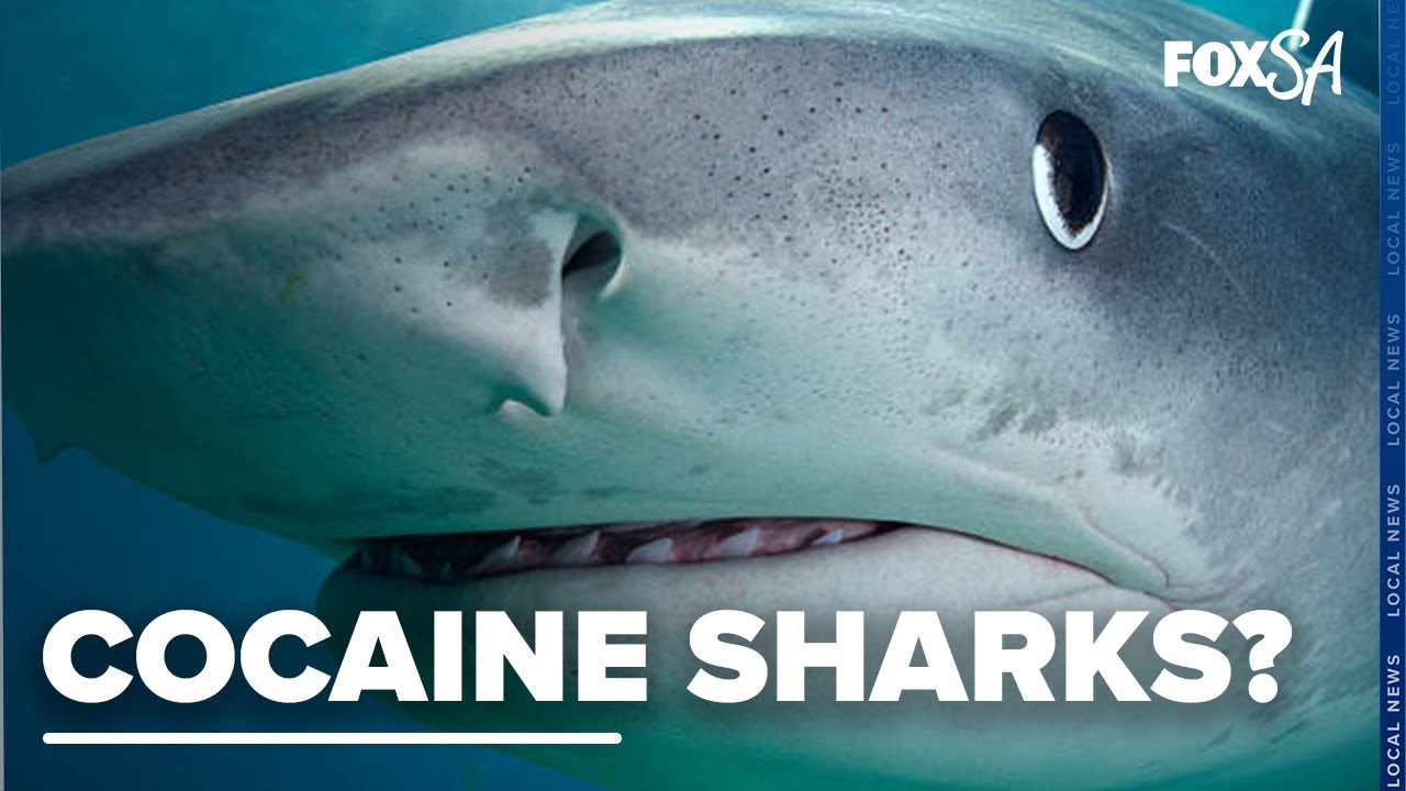 Cocaine sharks worry Texas conservationists - YouTube