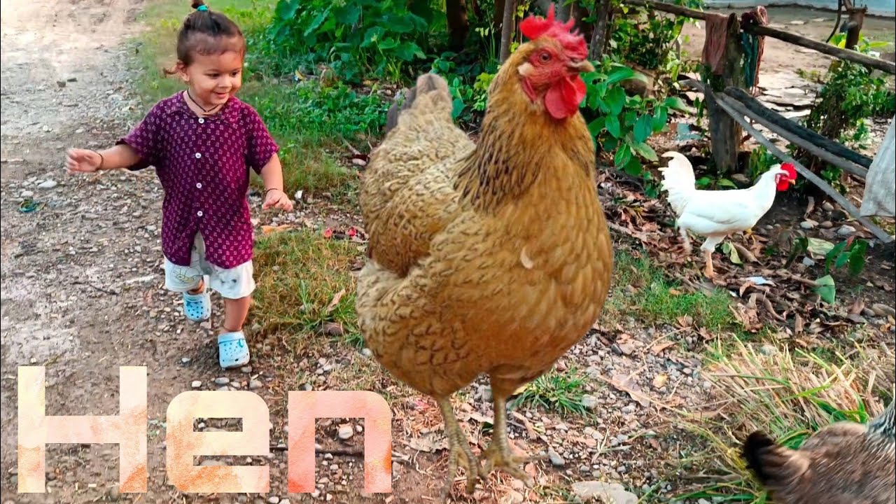 Hen Lover||Hen||Dog||🐕@cutecreater__3131K - YouTube