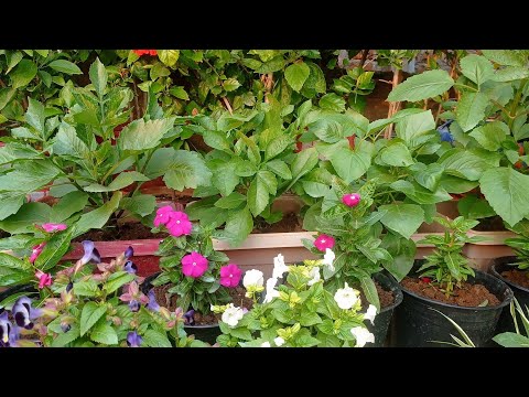 Daheliya प्लांट की care  कैसे करे winter मे ।। How to care your Daheliya plants in winter 🔴🤔