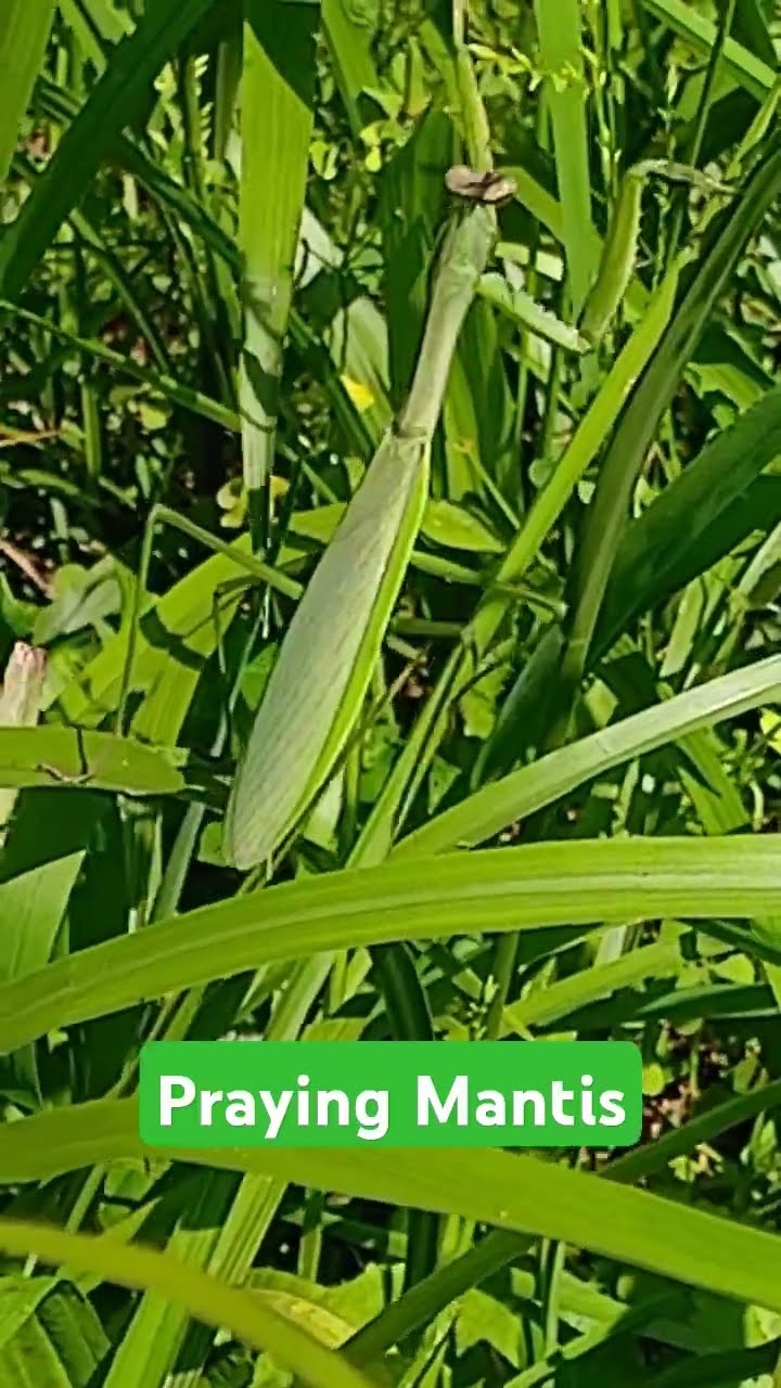 Praying Mantis - YouTube