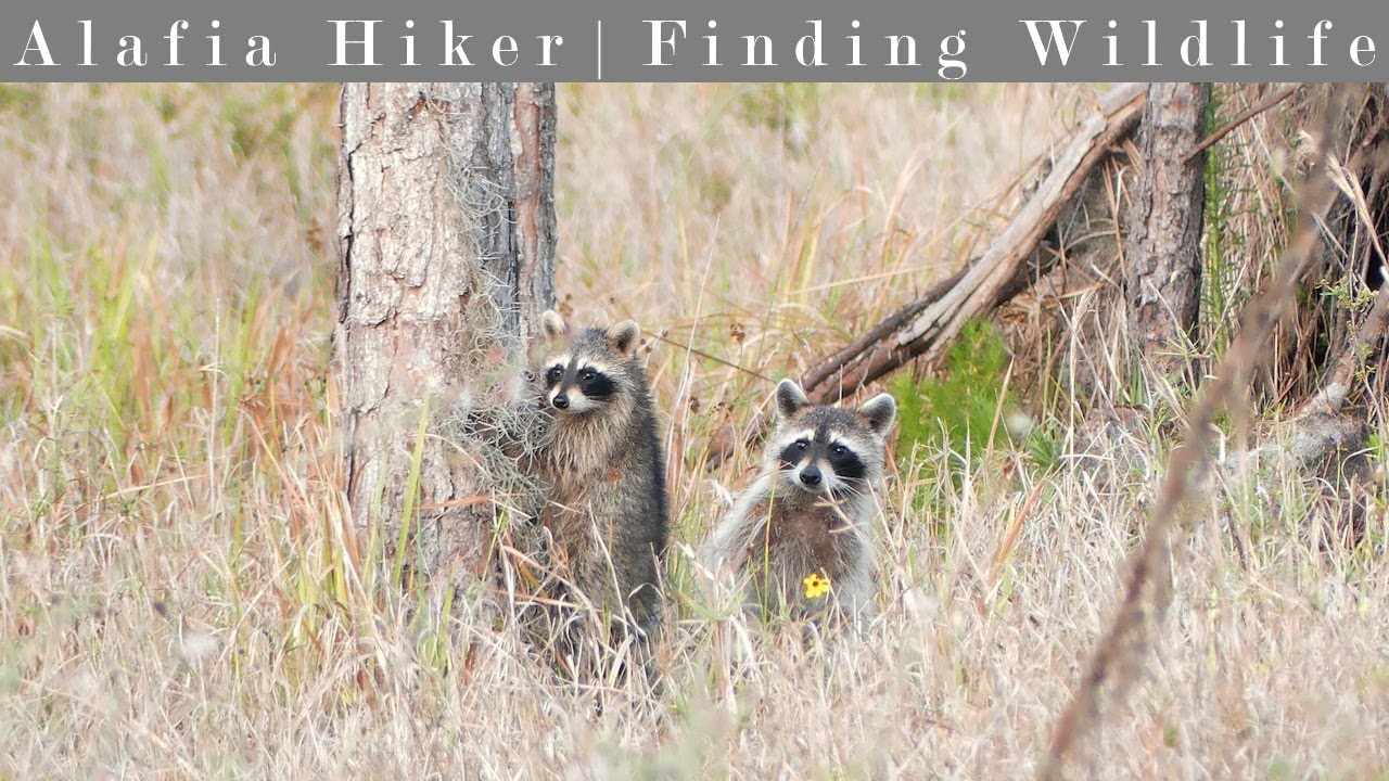 Hiking the Duette Preserve - YouTube