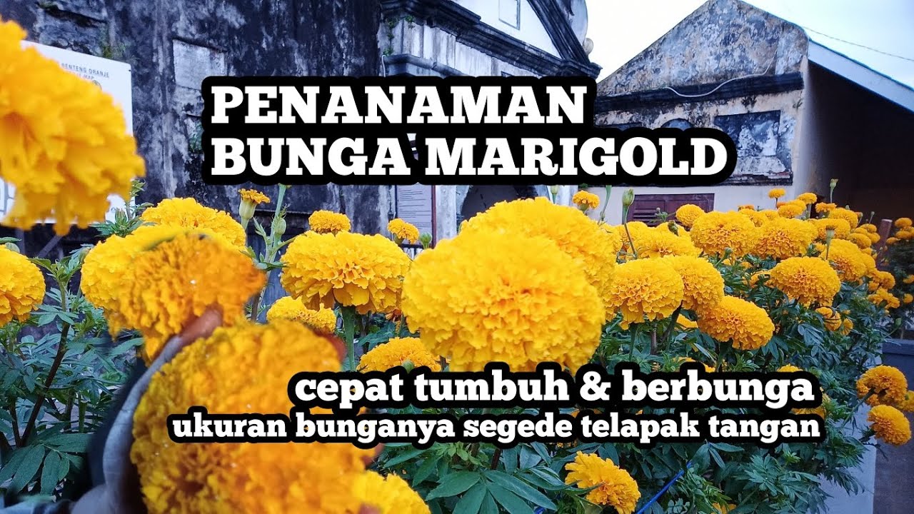 PENANAMAN BUNGA MARIGOLD, CEPAT TUMBUH & BERBUNGA, KELOPAKNYA GEDE DAN ...