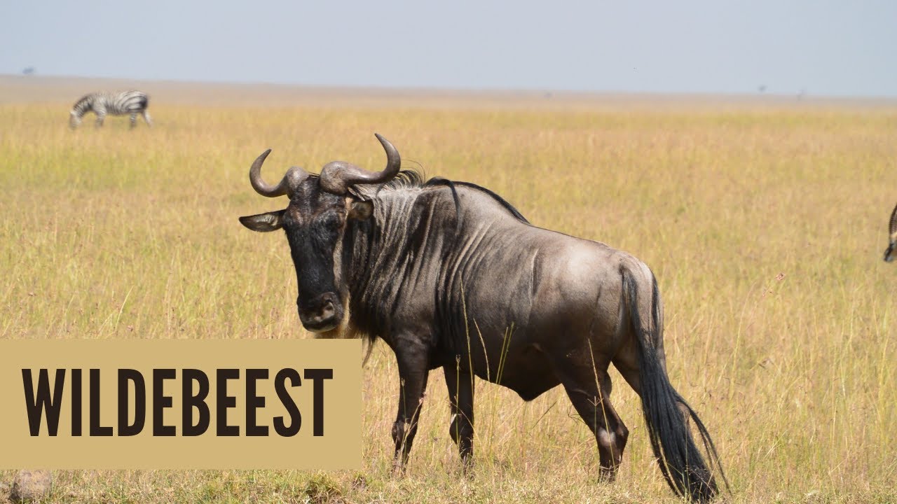 Fakta Menarik Tentang Wildebeest: Migrasi Terbesar di Dunia! - YouTube