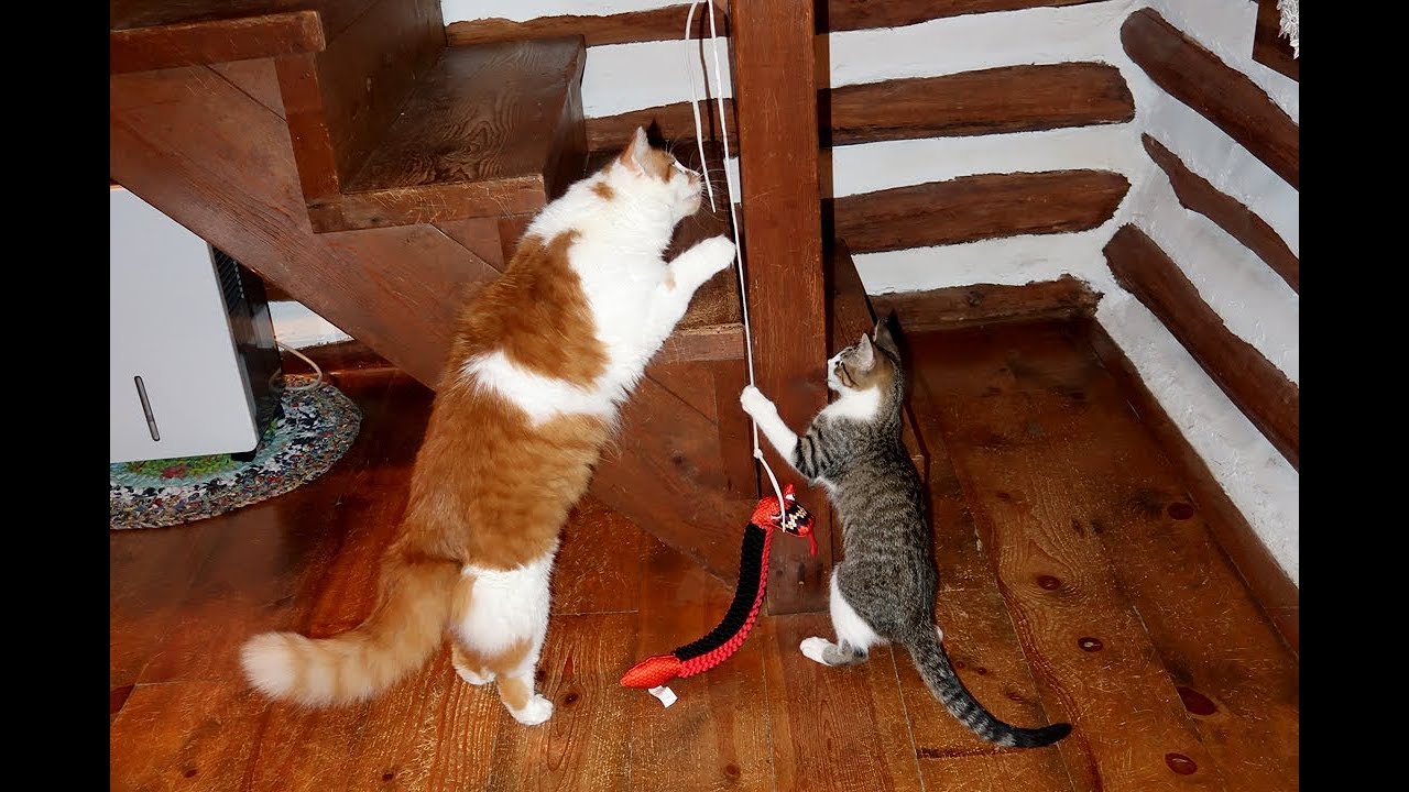 Life With Fun and Funny Kitten and Cat - YouTube