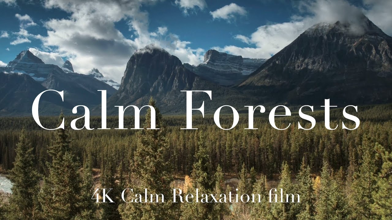 Calm Forest 4K - Calm Relaxation Film - YouTube