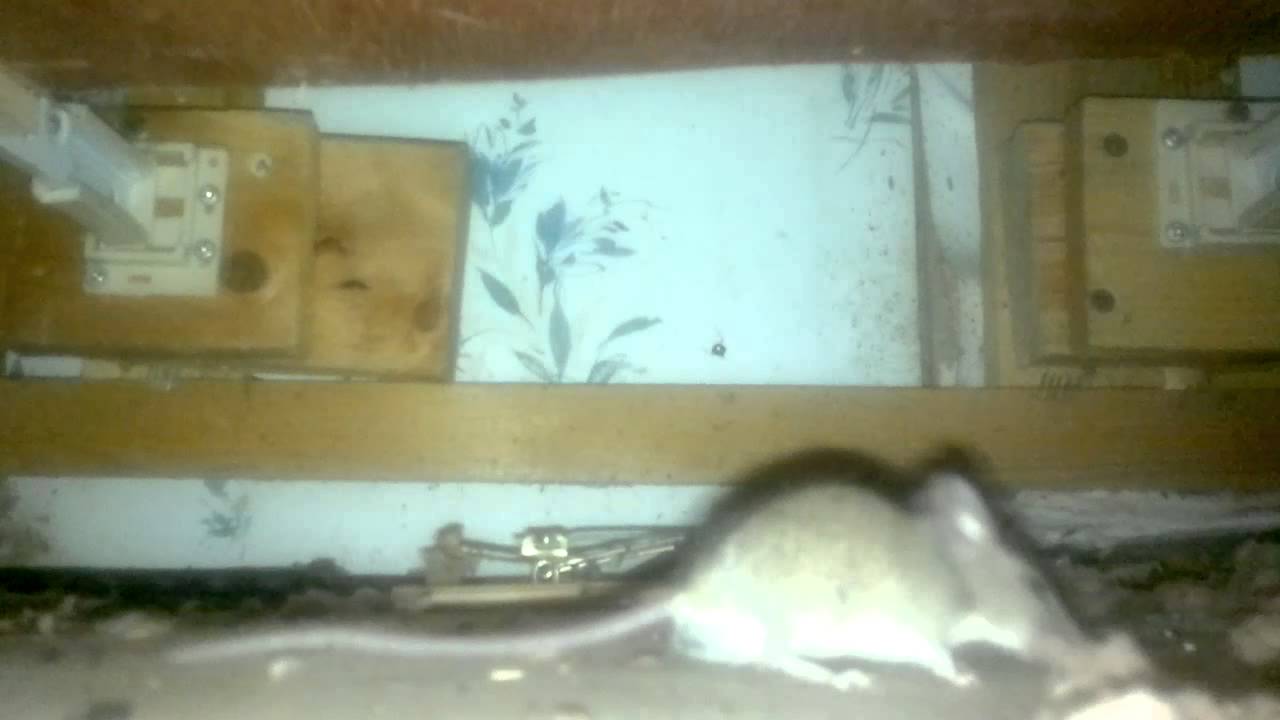 mouse trap fail - YouTube