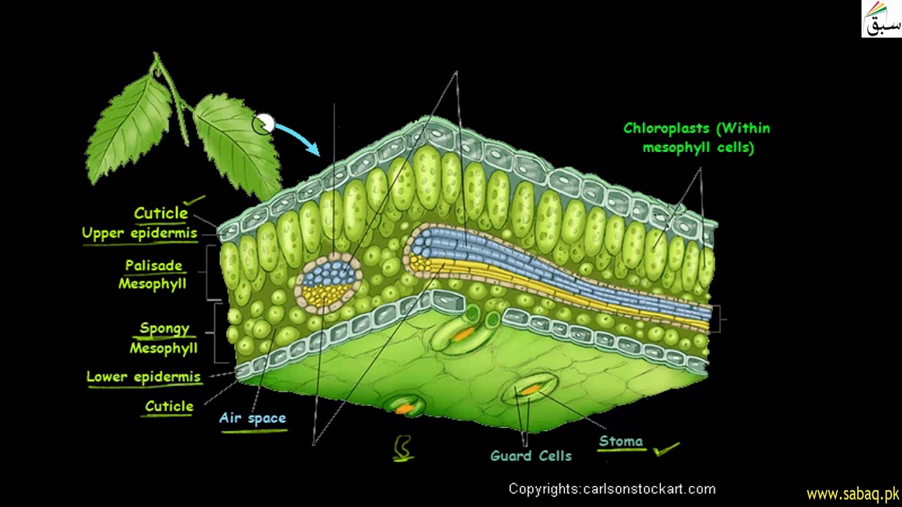 Internal Structure Of Leaf Biology Lecture Sabaq pk YouTube internal-structure-of-leaf-biology-lecture-sabaq-pk-youtube