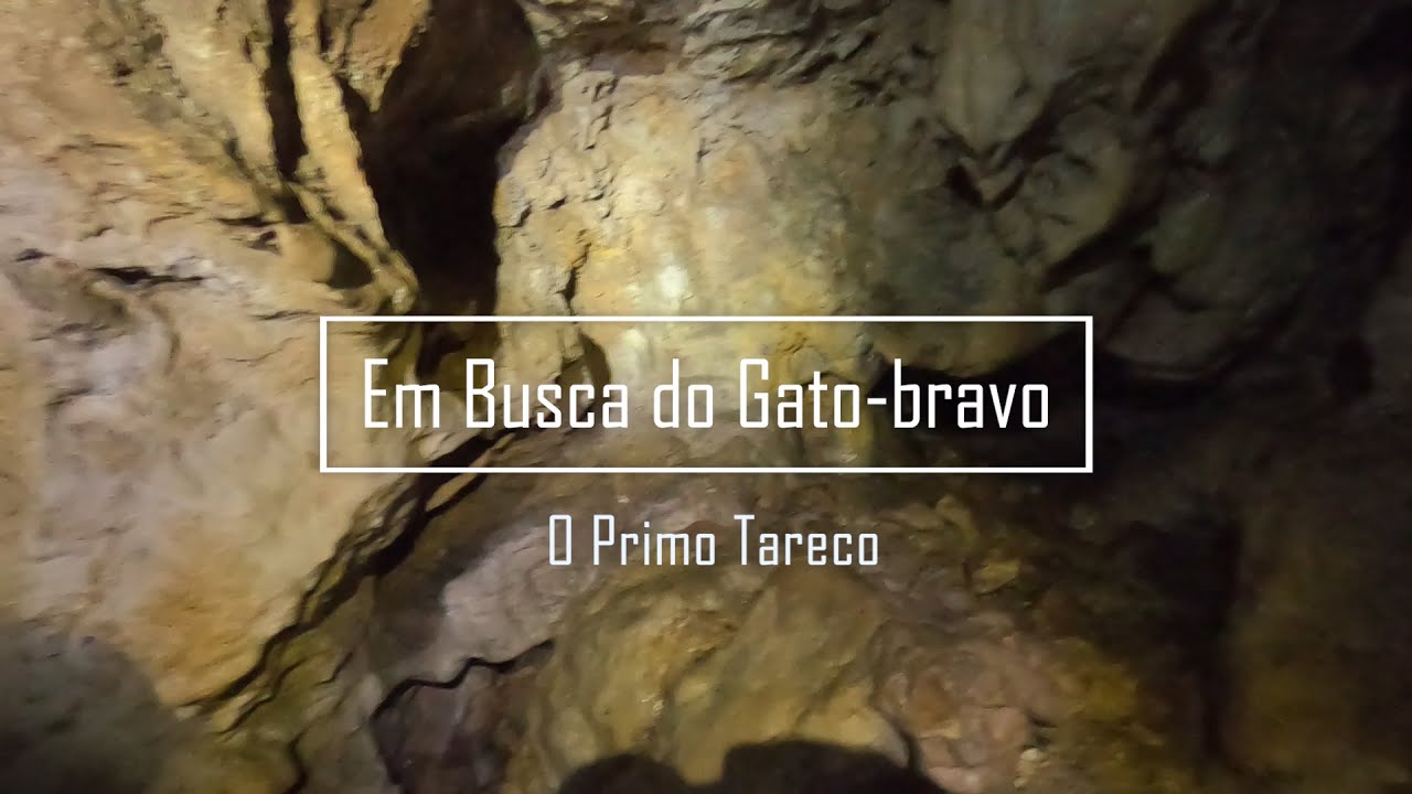Em Busca do Gato-bravo | O Primo Tareco - YouTube