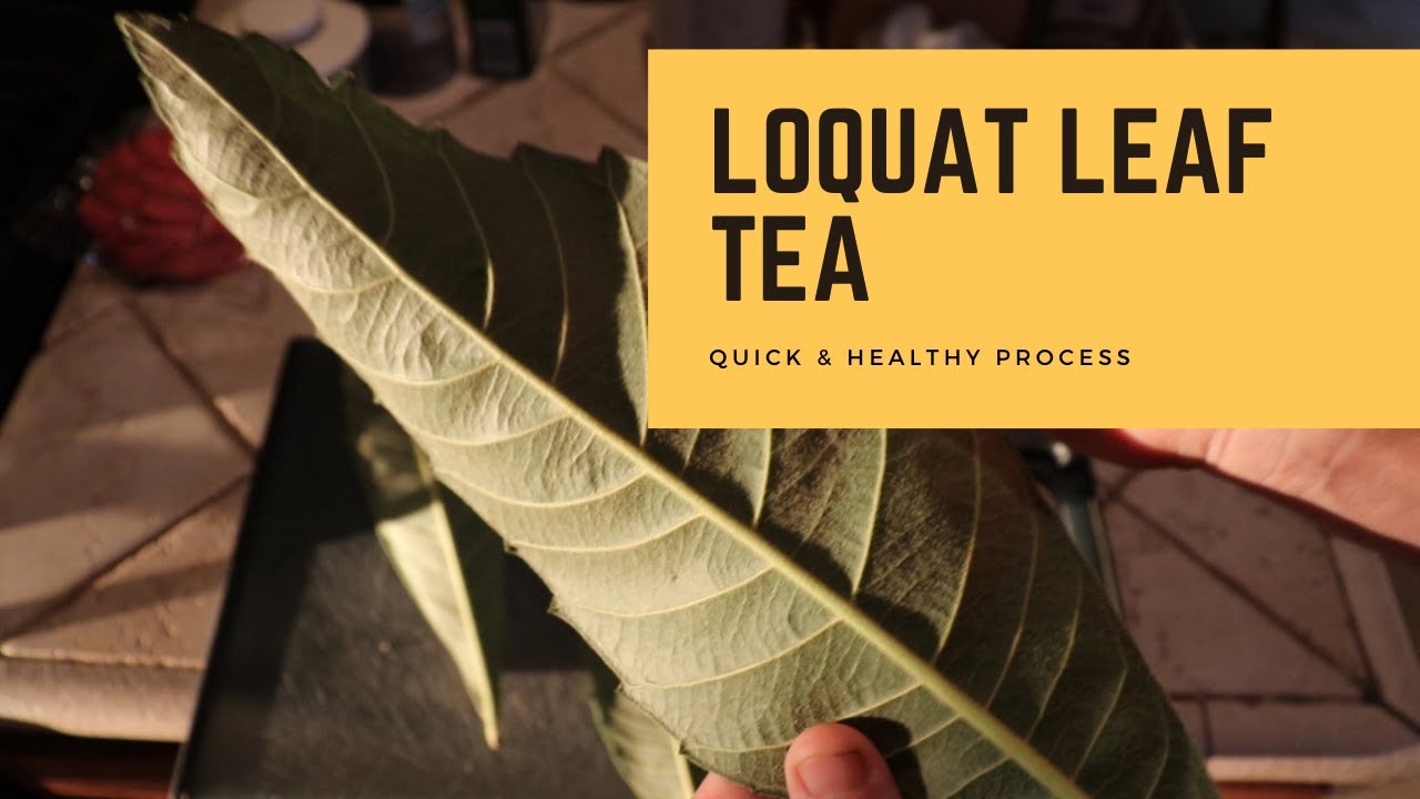 How to Make Loquat Leaf Tea | 枇杷 - YouTube
