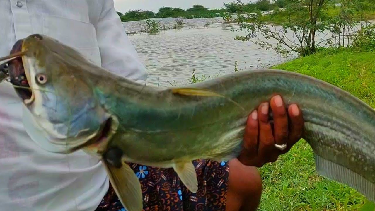 Amazing big patan fish chicken fishing - YouTube