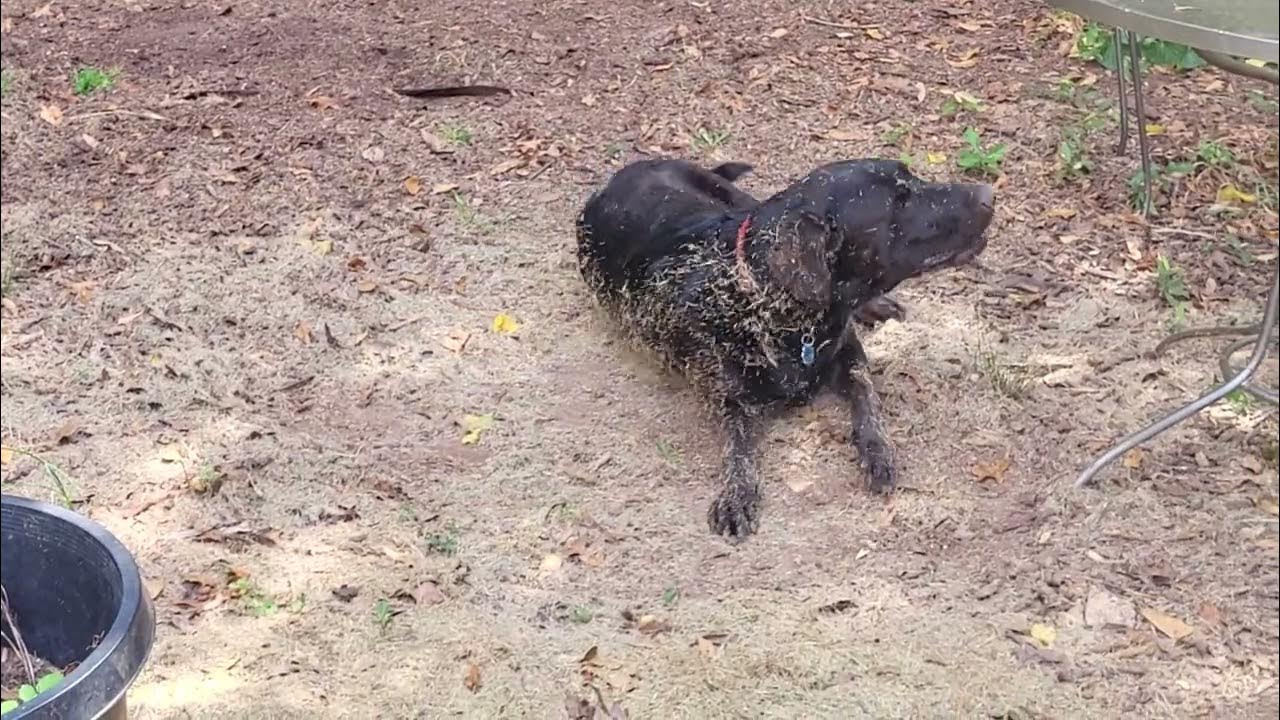 Crackhead dog - YouTube