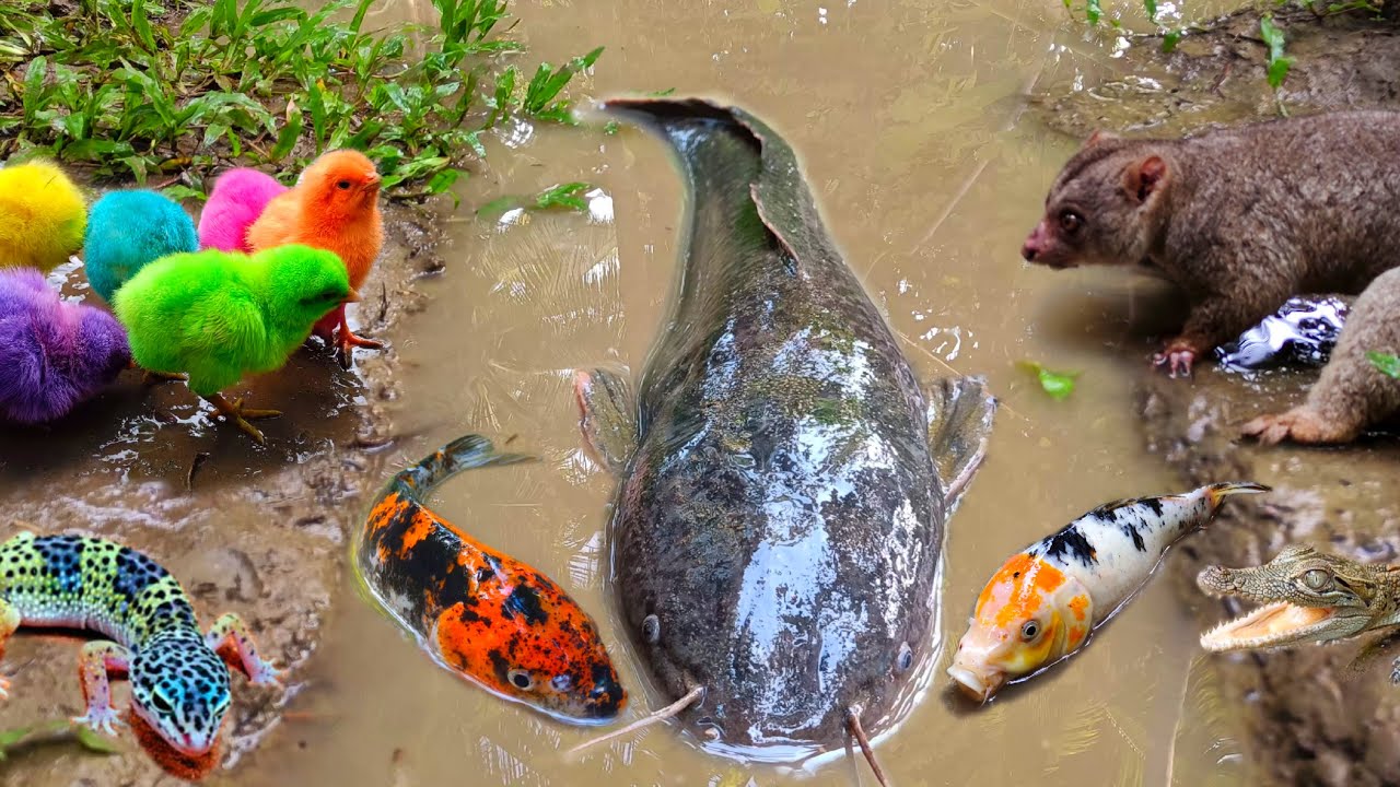 Menemukan ikan gabus dalam lubang, ikan lele, ikan hias, ikan koi, ayam ...