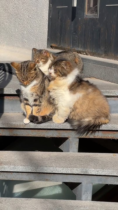 Одеса 🐈 #odesa #ukraine #cat #catlover #love #streetfotography - YouTube