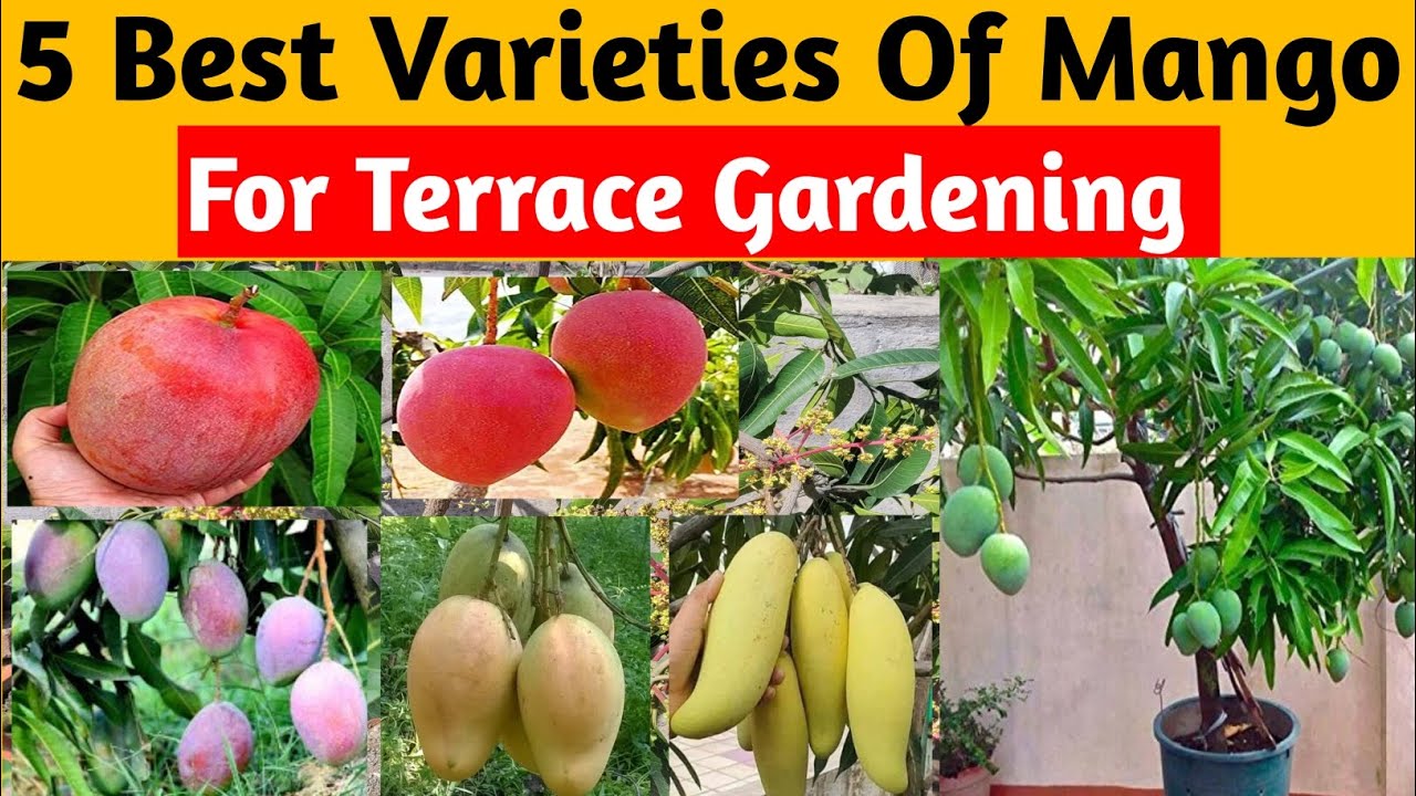 5 Best Varieties Of Mango For Terrace Gardening | Top 5 Hybrid Mango 🥭 ...
