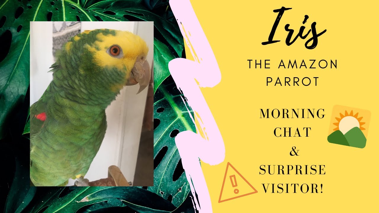 Talking Amazon Parrot | Iris chatty by the window - YouTube