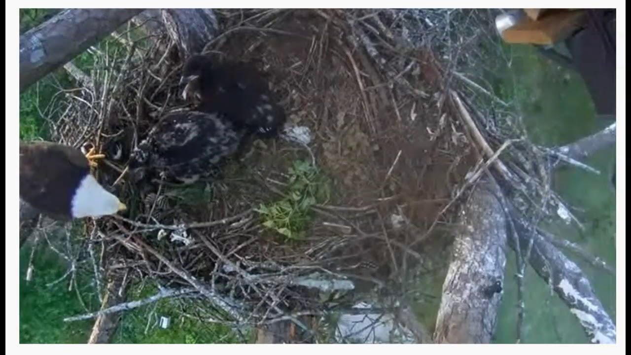 HBEC OH 05252020 2039 Athena brings fish and feeds - YouTube