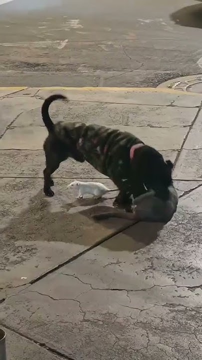 el michi jugando con el firulais? 👀 #parati #perros #gatos #ratones #fypage #fyp #funy #gracioso ...