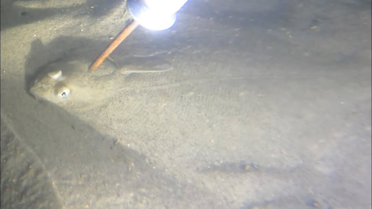 Cockle collecting and flounder spearing. Otago, New Zealand - YouTube