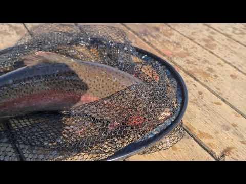 Форель на пасту - YouTube