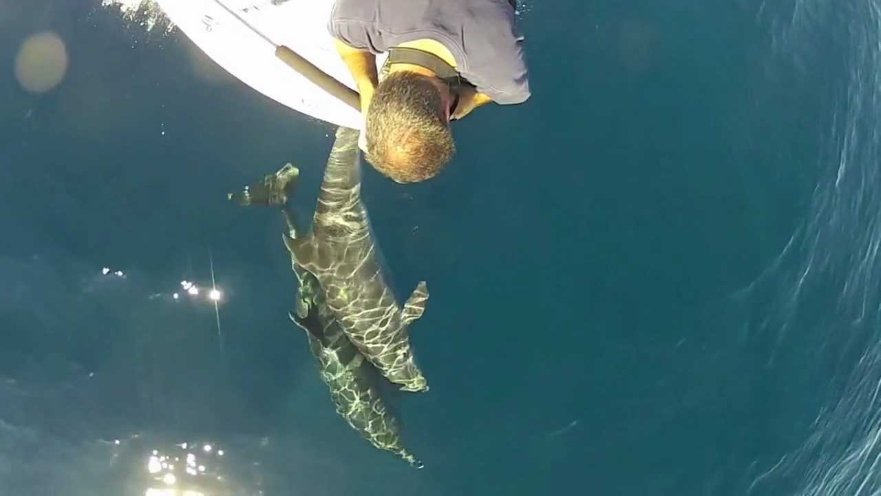 gopro torpedo cam dolphins - YouTube