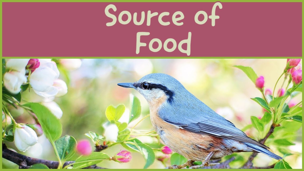 Source of Food (animal & plants) - YouTube
