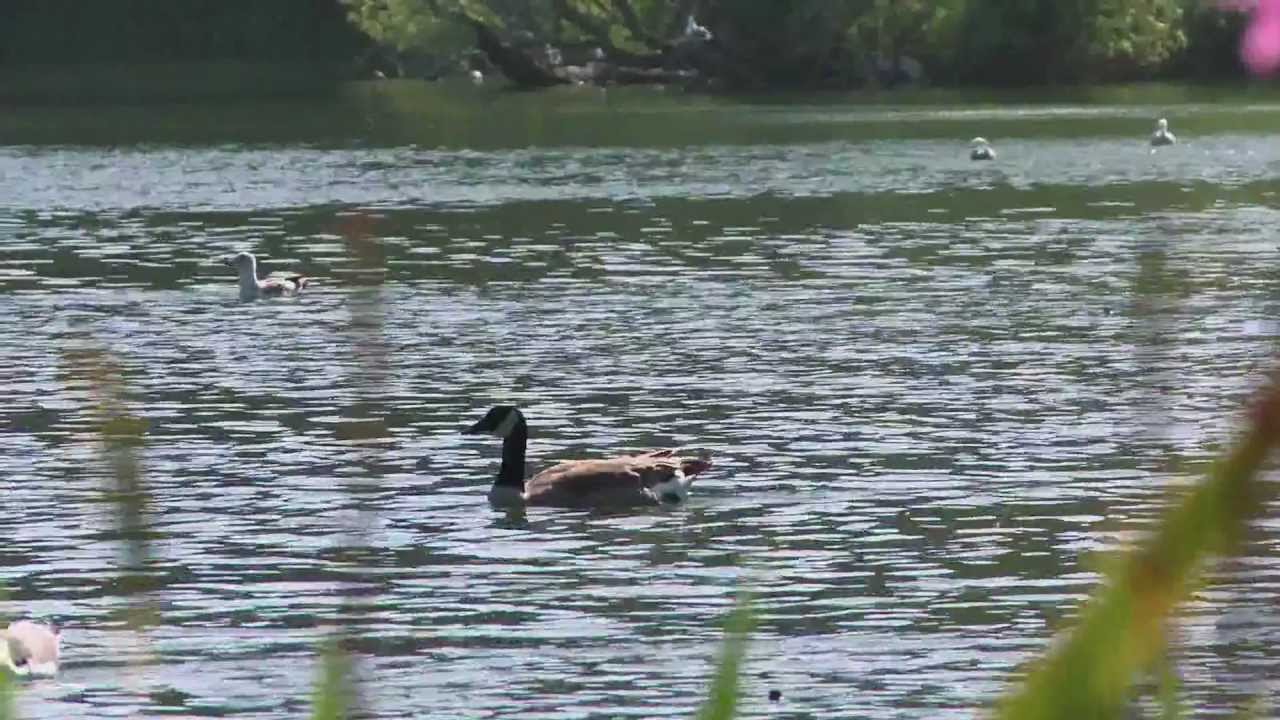 GoGo DUCK! - YouTube