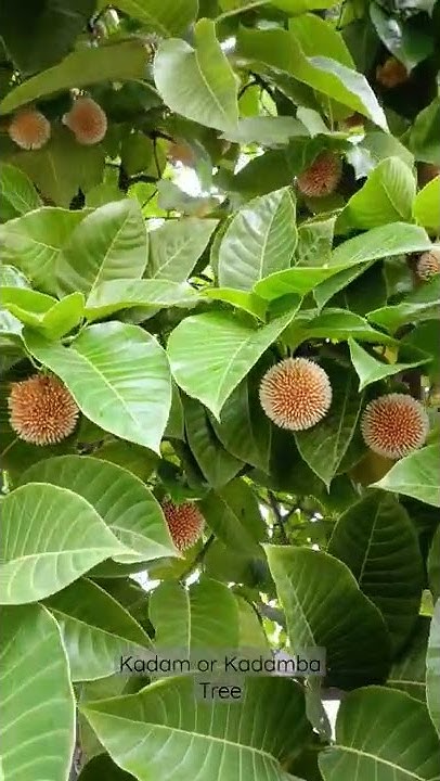 Kadam or Kadamba Tree - Burflower - Neolamarckia Cadamba - YouTube