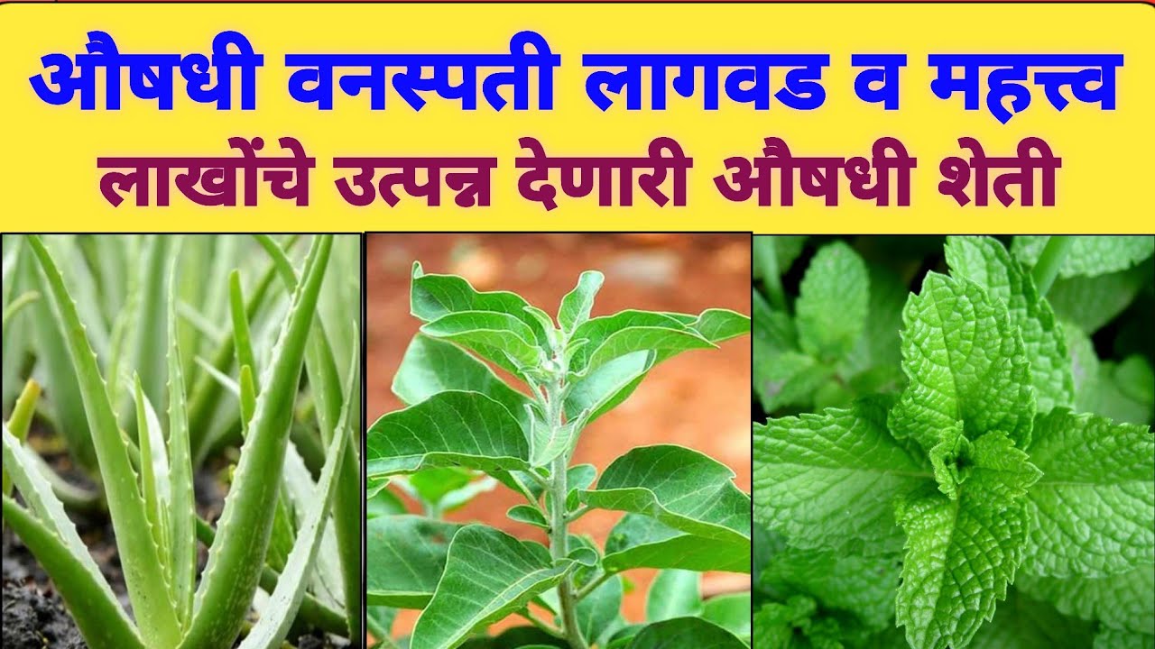औषधी वनस्पतींची शेती कशी करावी | औषधी वनस्पती माहिती | Aushadh ...