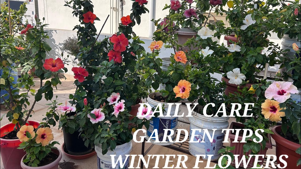 🔴CELEBRATING 1000 SUBSCRIBER SUCCESS/WINTER FLOWERS 💐 😍 - YouTube