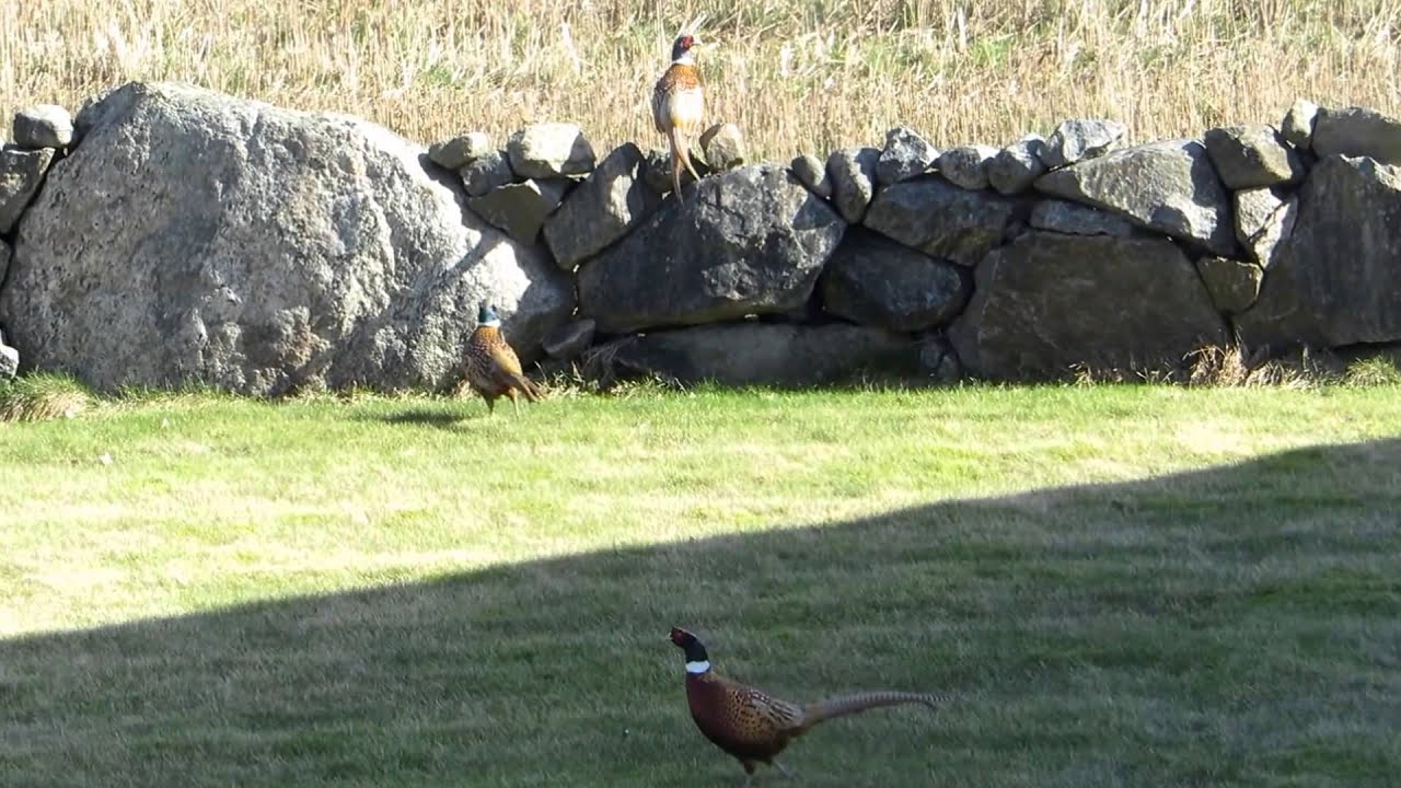 Three common pheasants forcing a stone fence - YouTube