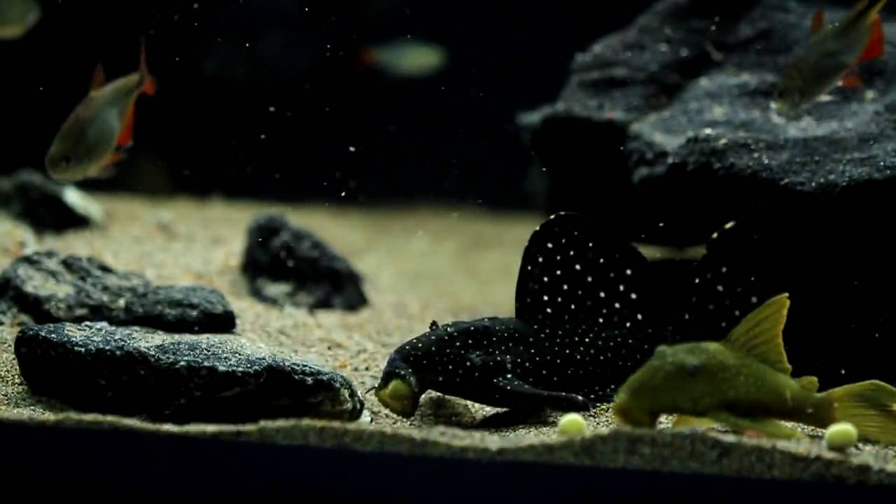 L240 and L024 feeding - YouTube