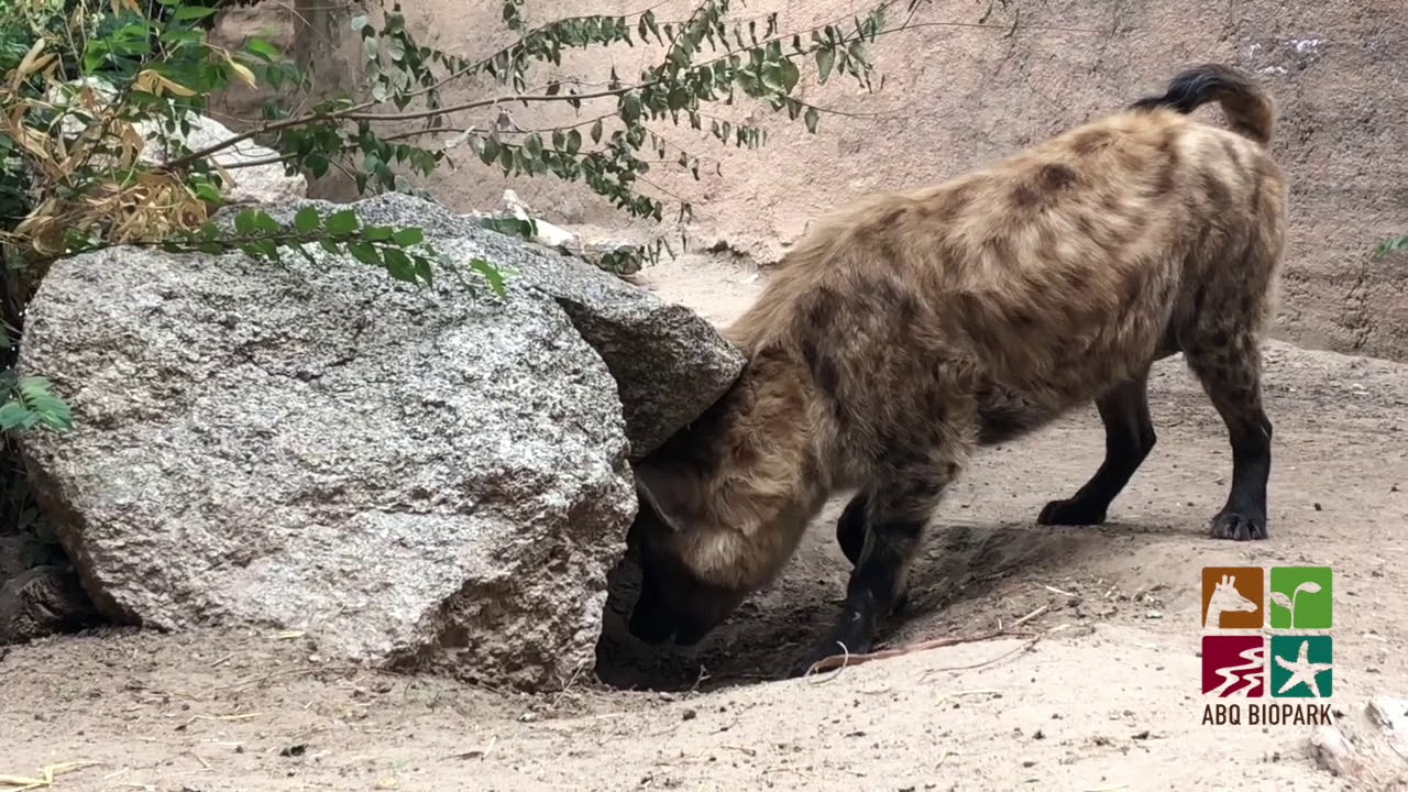 Baby Hyena cubs explore their habitat at the the ABQ BioPark Zoo - YouTube