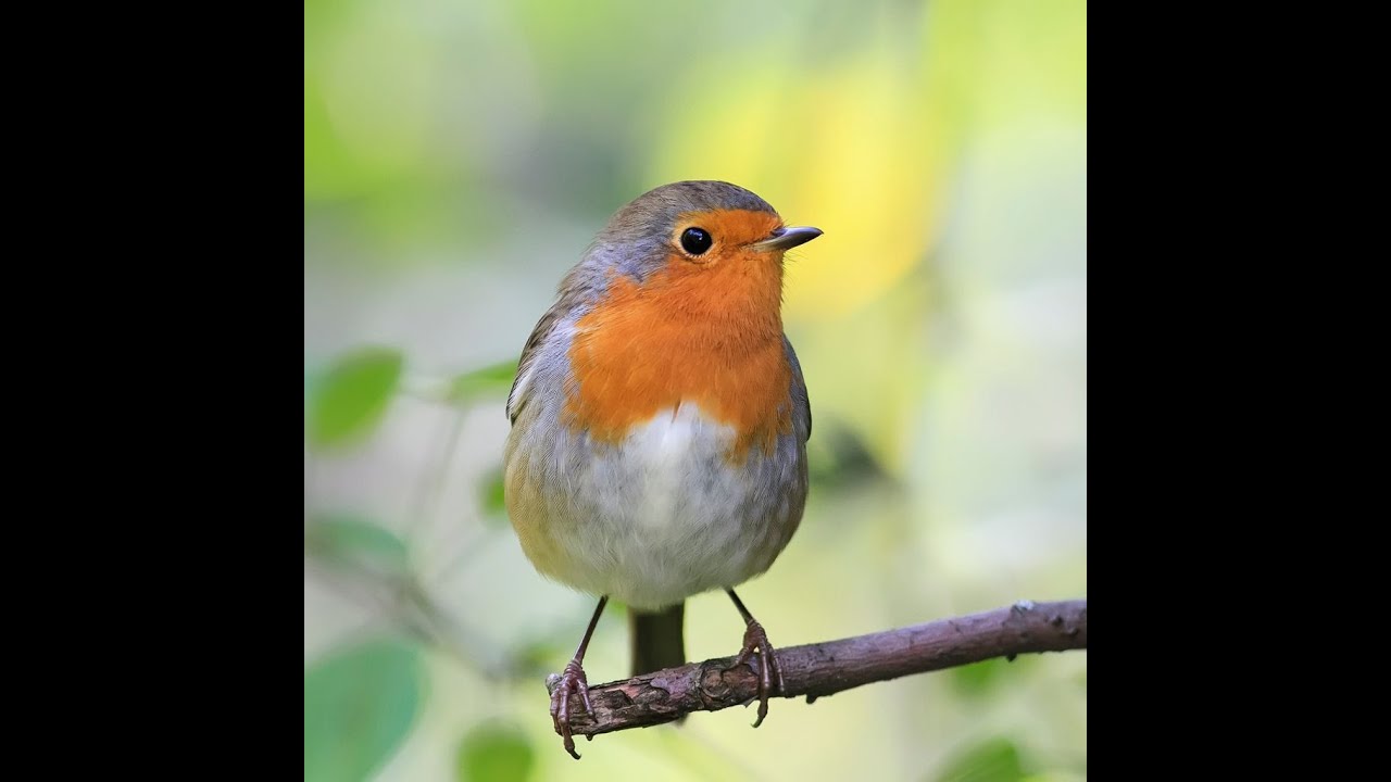 𝐁𝐞𝐚𝐮𝐭𝐢𝐟𝐮𝐥 𝐯𝐨𝐢𝐜𝐞 𝐨𝐟 𝐄𝐮𝐫𝐨𝐩𝐞𝐚𝐧 𝐑𝐨𝐛𝐢𝐧 || 𝐒𝐰𝐞𝐞𝐭 𝐚𝐧𝐝 𝐦𝐞𝐥𝐥𝐨𝐰 𝐬𝐢𝐧𝐠𝐢𝐧𝐠 🐦 - YouTube