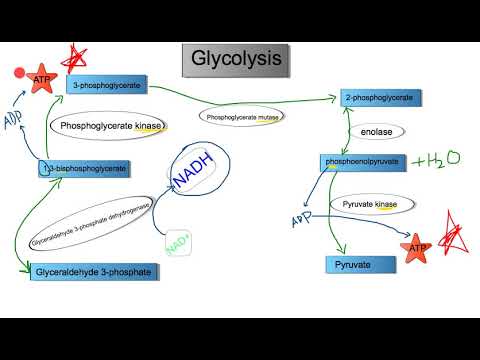Part 2- Detailed Concept Map- Glycolysis/Biochemistry Basics - YouTube