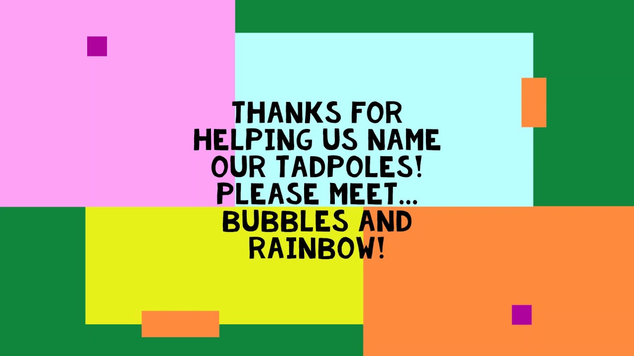 Frog Cam Day 6 - YouTube