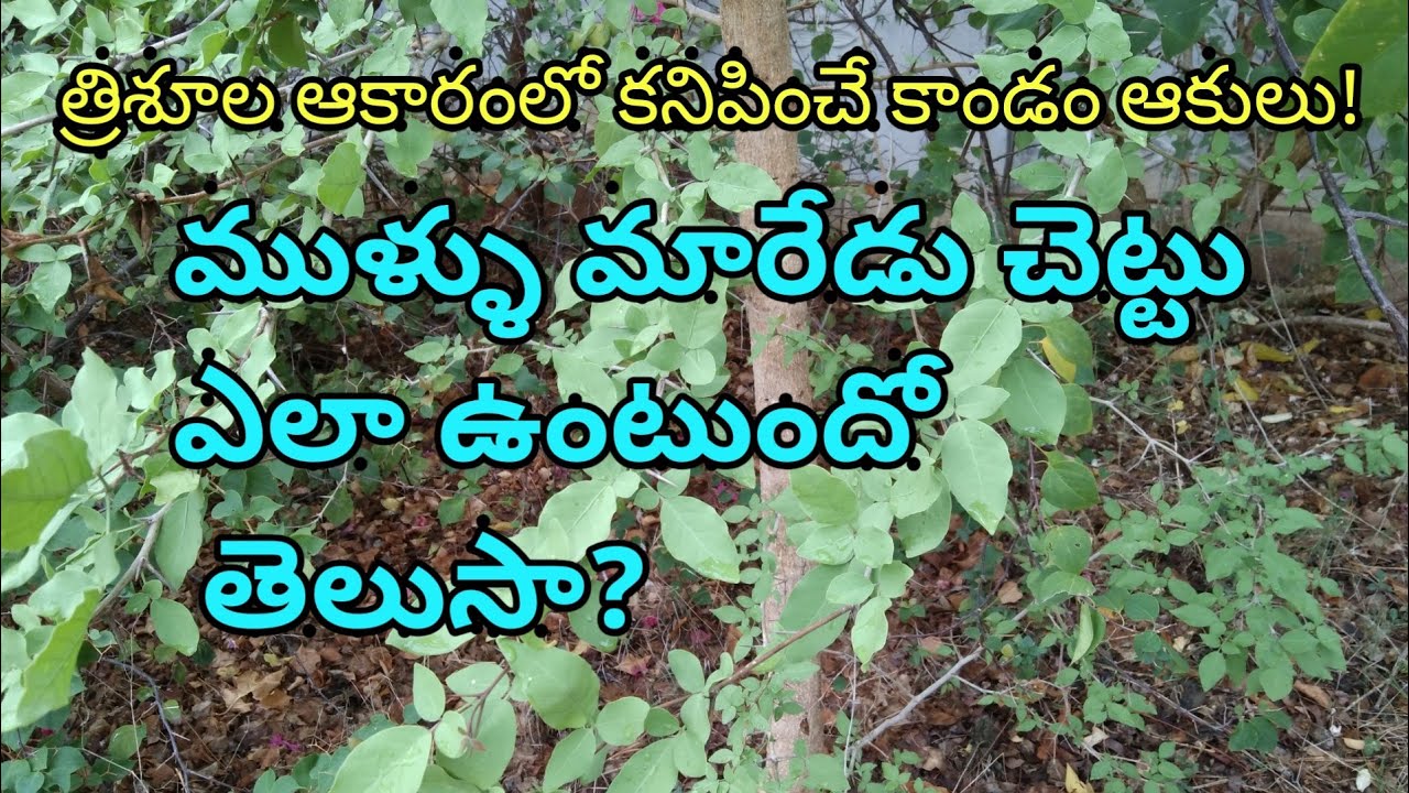 Maredu chettu || ముల్లుమారేడుచెట్టు ఎలాఉంటుందోతెలుసా? - YouTube