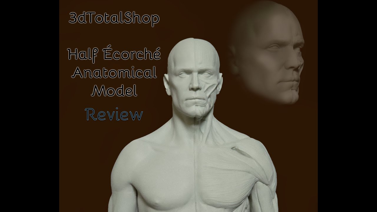 3DTotalShop Half Ecorche Anatomical Model Review - YouTube