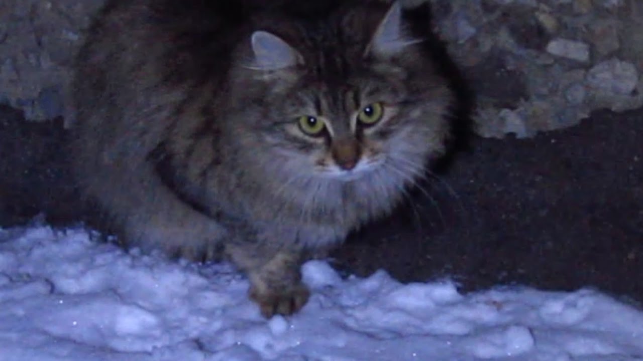 Fluffy cat running on the snow - YouTube