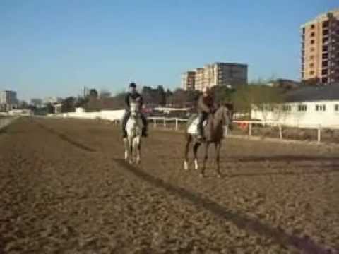 Qarasu and Qusse - Deliboz Breed Horses