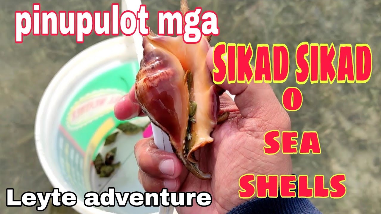 (EP - 16 ) Pamumulot ng "Sikad Sikad" o Sea shells / Leyte Adventure ...