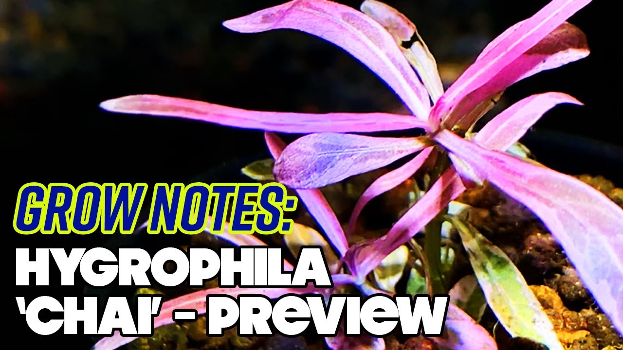 Hygrophila 'Chai' - Preview - The First 30 Days - High Tech Planted ...