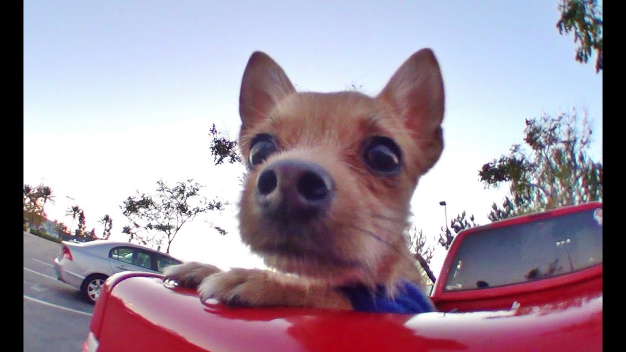 Cute Dog Montage - YouTube