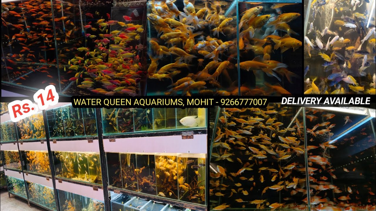 14 Rs. में COLOR WIDOW FISH, LICHI GOLD FISH, WHOLESALE RATES IN RETAIL ...