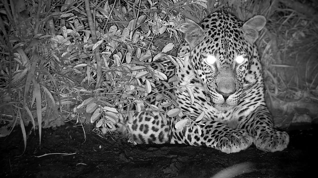 Leopard Fishing for Catfish - YouTube