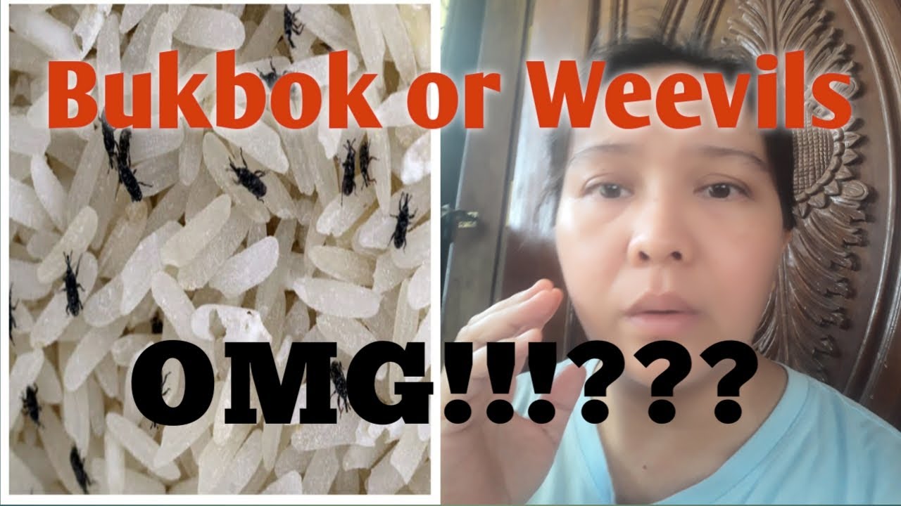 HOW TO GET RID OF RICE WEEVILS/PAPAANO MATANGGAL ANG BUKBOK SA BIGAS ...