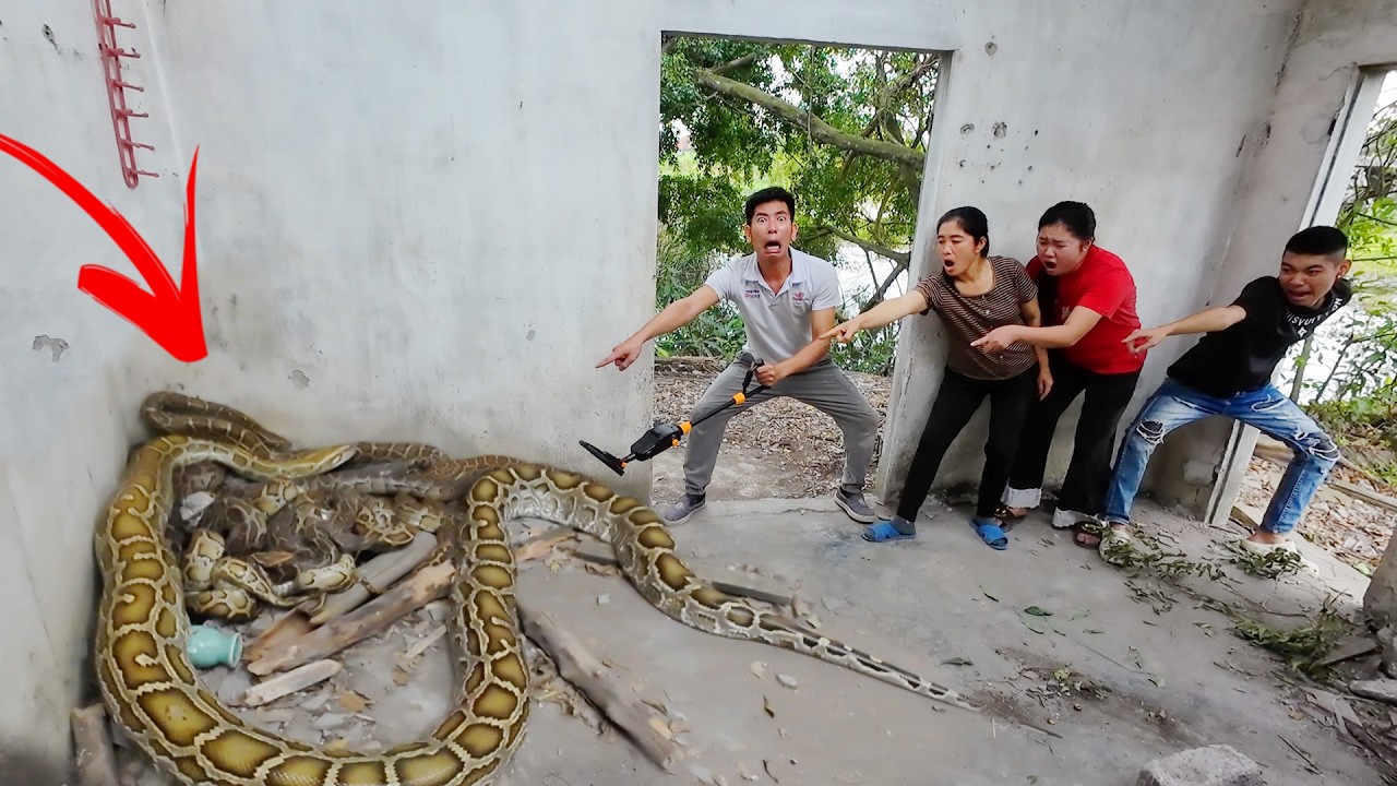 Brave Expert Rescues Young Girl Attacked by 100 Ferocious Pythons - YouTube