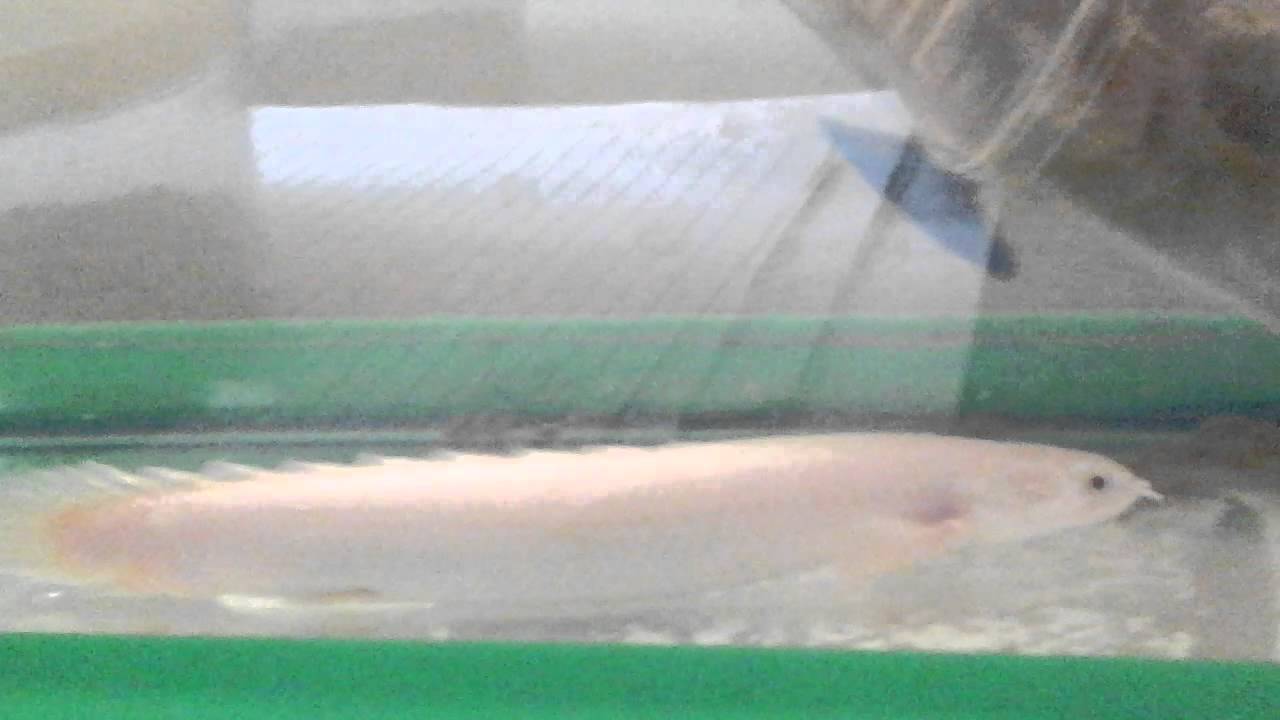 Potchi, the dragon fin fish - YouTube