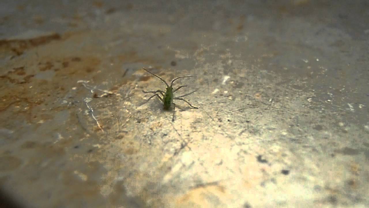 www.Journalist.is * The world of the very tiny people * The green louse ...