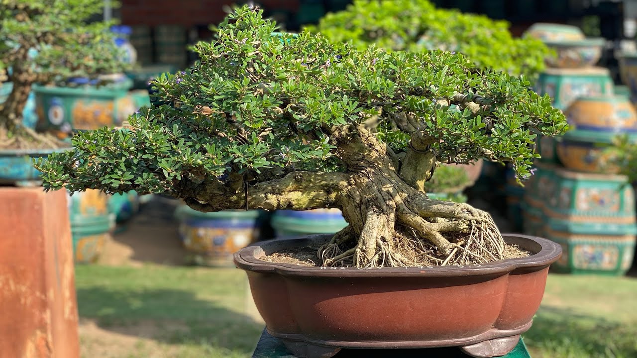 Linh sam song hinh cốt to lực chi tàng mịn hàng đẹp tầm trung 1 người ...